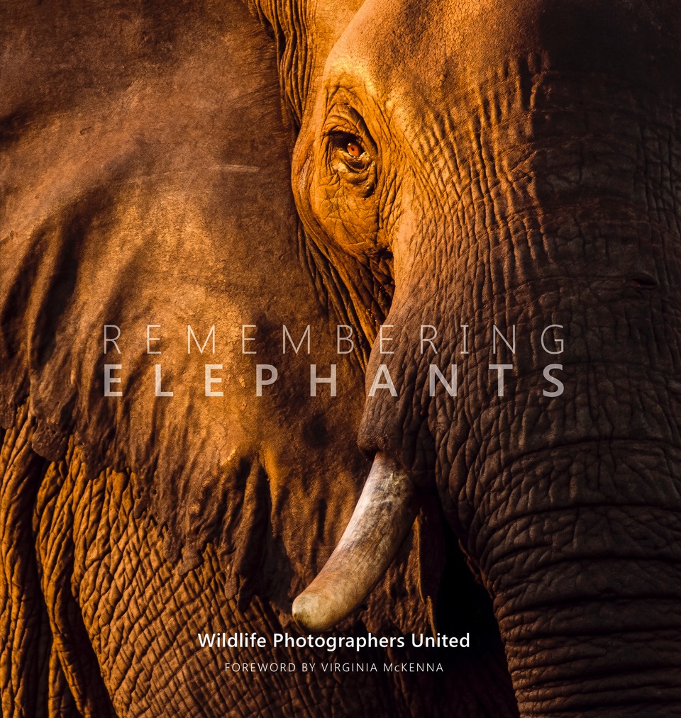 Elephants Don't Give Up - PeterGabriel.com